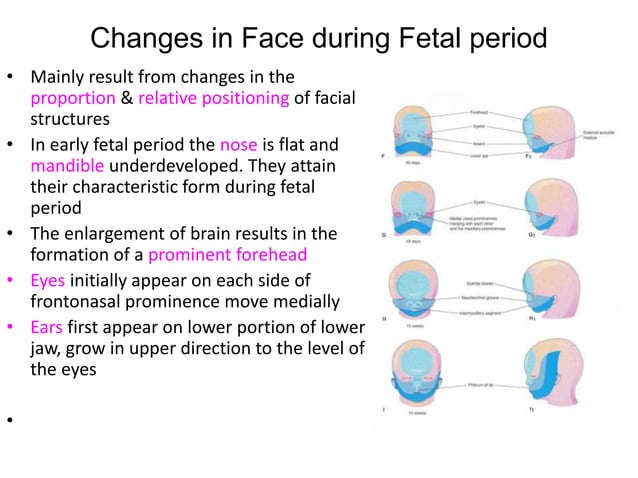 03-Development of face.pptx