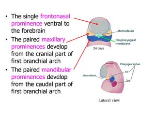 03-Development of face.pptx