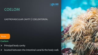 General characteristics of Coelenterata | Dr.BGR Publications | PPTX