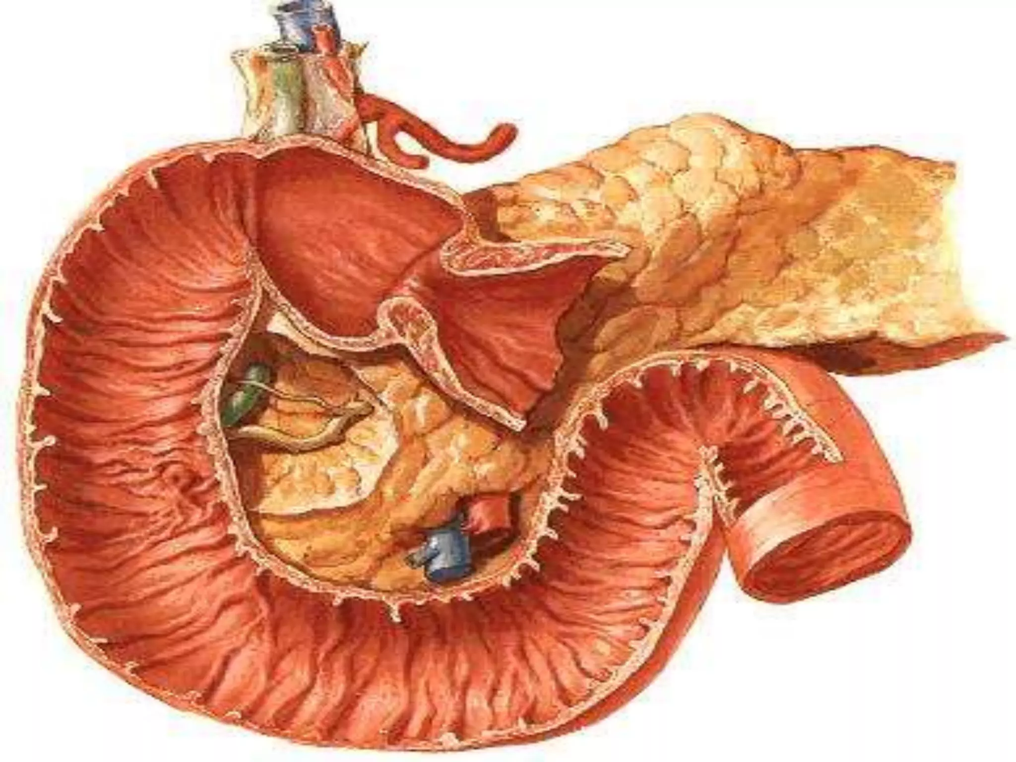 03-Duodenum and Pancreas (1).pptx