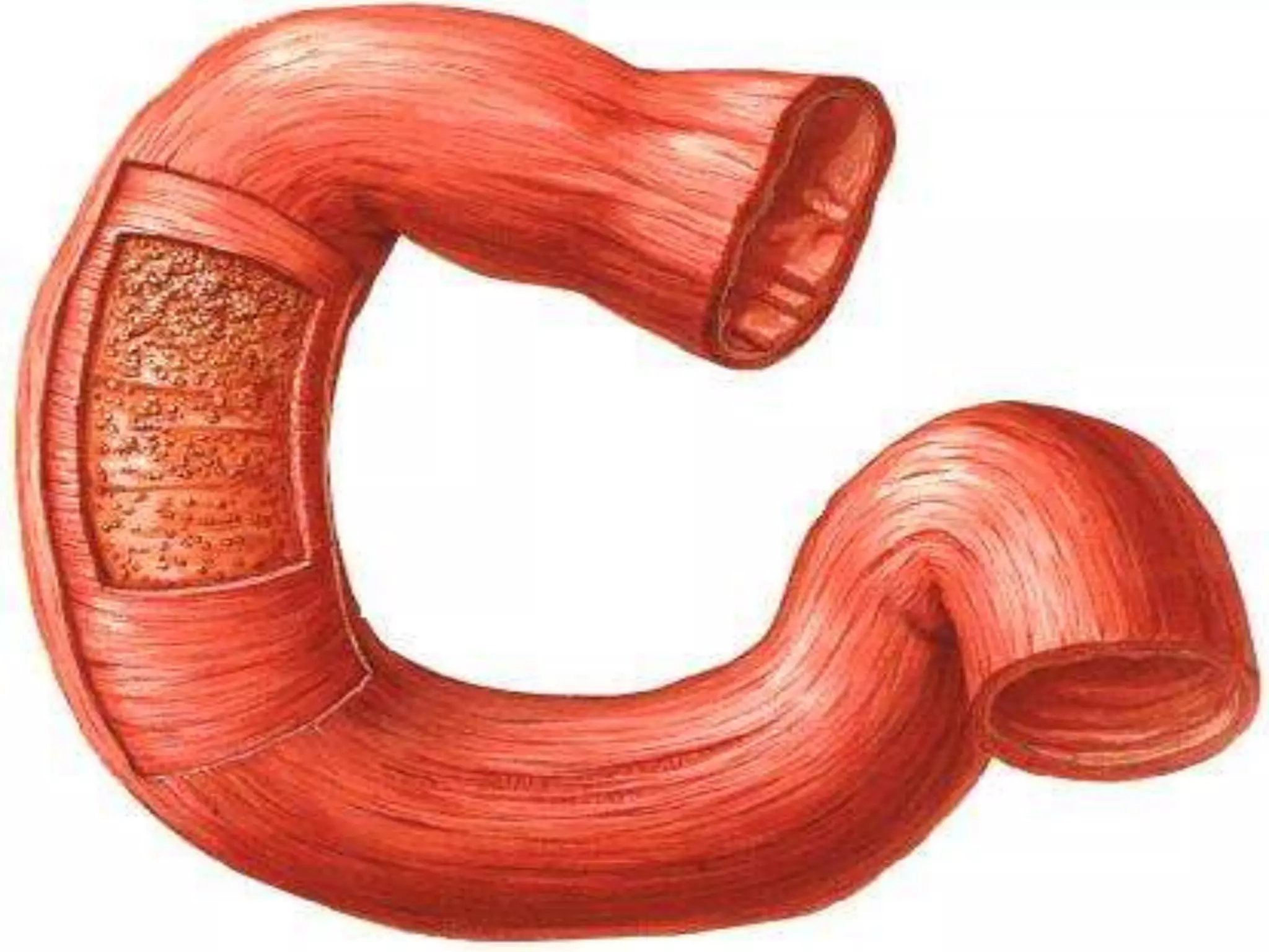 03-Duodenum and Pancreas (1).pptx