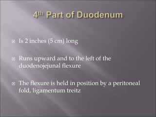 03-Duodenum and Pancreas (1).pptx