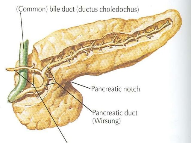 03-Duodenum and Pancreas (1).pptx