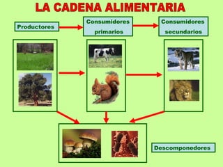 03 ecosistemas | PPT