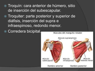 fracturas proximales de humero | PPTX