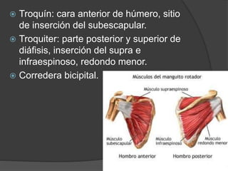 Fracturas Humero tercio proximal | PPTX