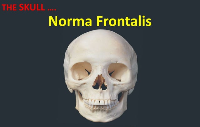 skeleton on head + bony features of norma frontalis 2018 | PPTX