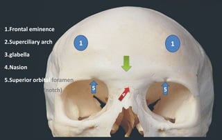 skeleton on head + bony features of norma frontalis 2018 | PPT