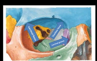 skeleton on head + bony features of norma frontalis 2018 | PPT