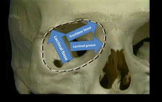 skeleton on head + bony features of norma frontalis 2018 | PPTX