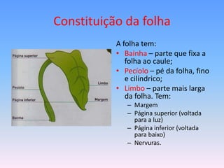 03 morfologia das plantas com flor - folha | PPTX