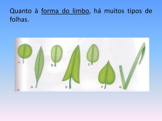 03 morfologia das plantas com flor - folha | PPTX