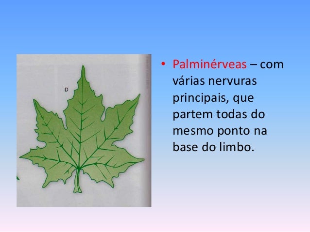 03 morfologia das plantas com flor - folha