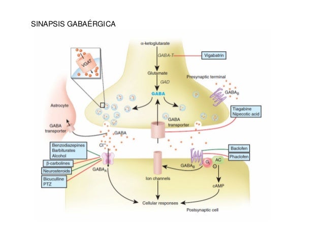 03- Neurotransmisión