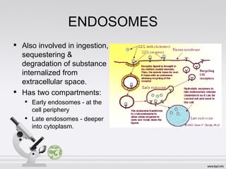 Cell Structure | PPT