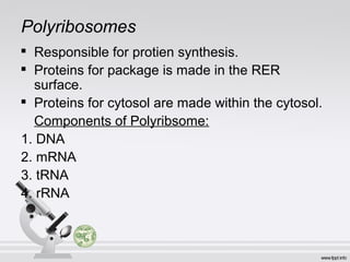 Cell Structure | PPT