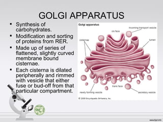 Cell Structure | PPT