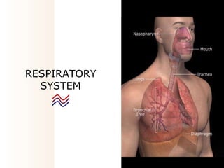 Respiratory System Guide | PPT