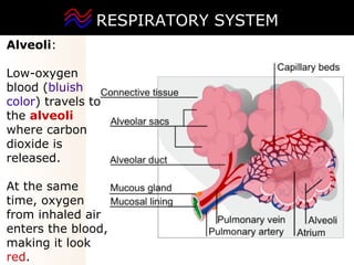 03 respiratory system2 | PPT