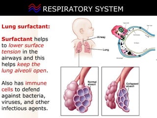 03 respiratory system2 | PPT