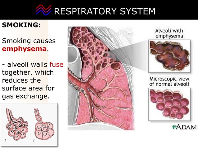 03 respiratory system2 | PPT