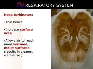 03 respiratory system2 | PPT