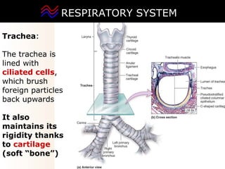 03 respiratory system2 | PPT