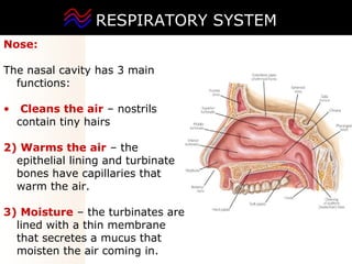 03 respiratory system2 | PPT