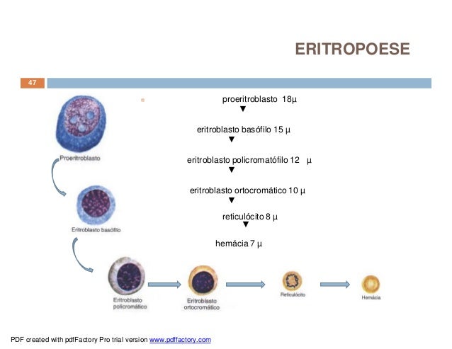 03 sangue e hematopoese