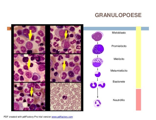 03 sangue e hematopoese
