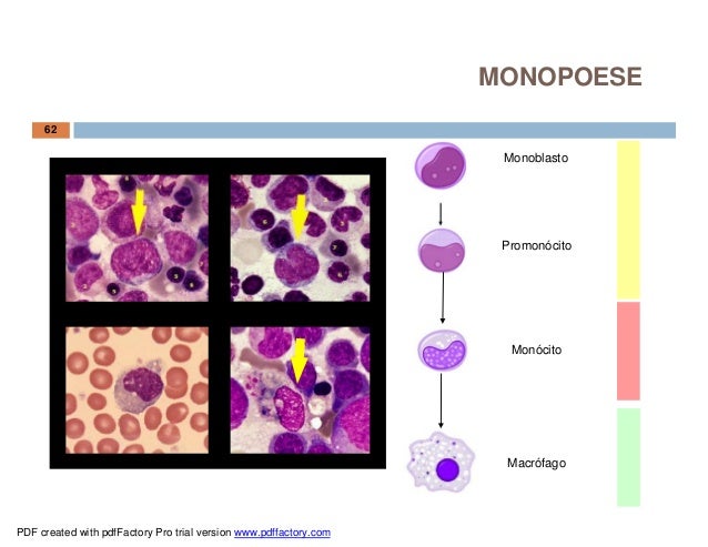 03 sangue e hematopoese