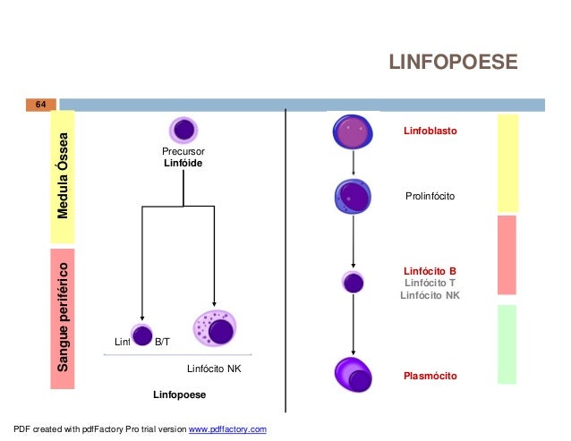 03 sangue e hematopoese