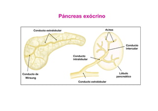 03- Secrecion II (duodenal y pancreática) | PDF