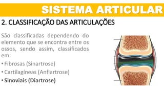03 sistema articular | PPTX