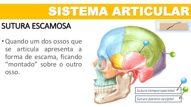 03 sistema articular