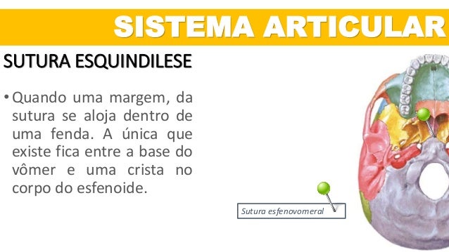 03 sistema articular