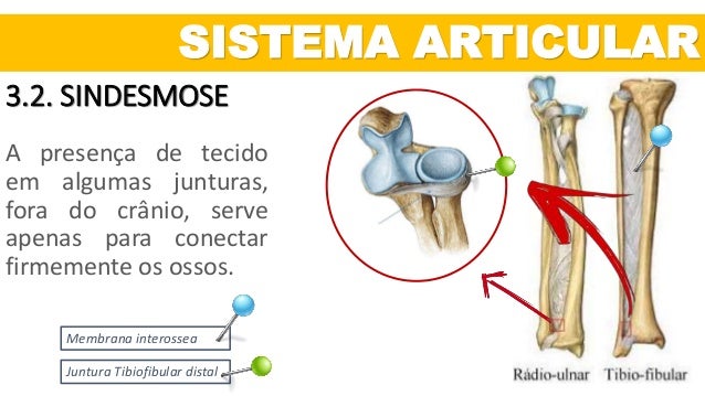 03 sistema articular