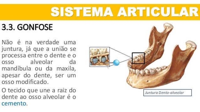 03 sistema articular