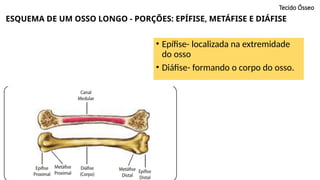 03- Sistema esqueletico - tecido osseo e acidentes osseos.pptx