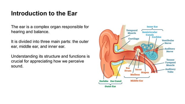 DESCRIBE THE STRUCTURE AND FUNCTIONS OF EAR | PPT