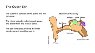 DESCRIBE THE STRUCTURE AND FUNCTIONS OF EAR | PPT
