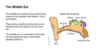 DESCRIBE THE STRUCTURE AND FUNCTIONS OF EAR | PPTX