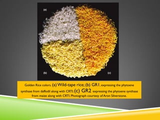 03012020 sahri yanti golden rice | PPT