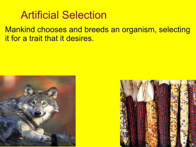 0301 Classroom Adaptations | PPT