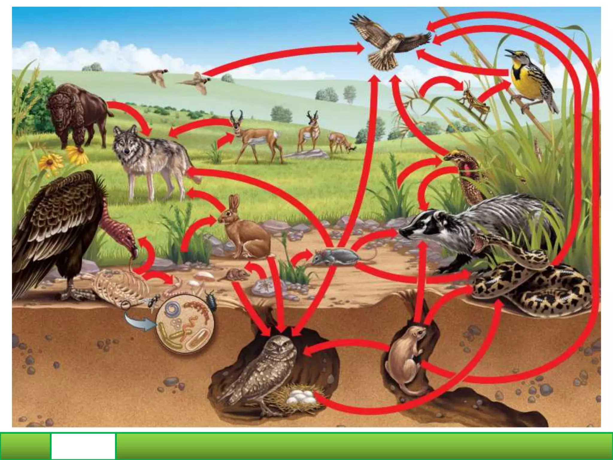 Flujo de materia y energía en ecosistemas | PPTX | Chemistry | Science