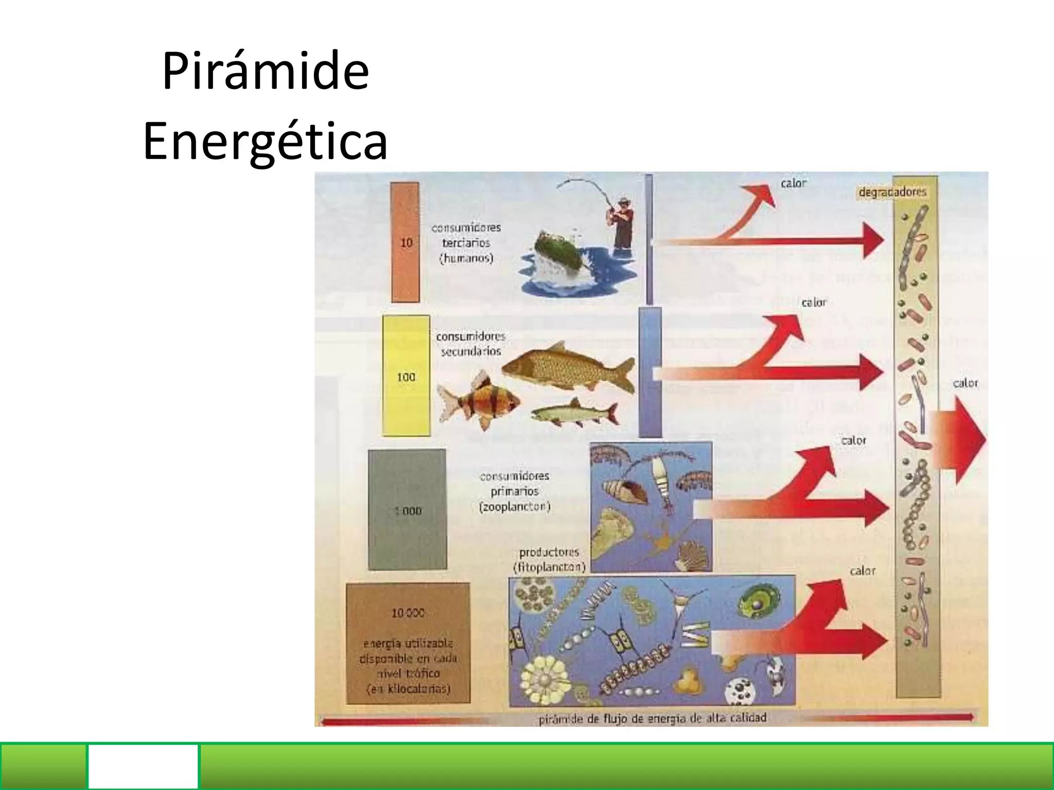 Flujo de materia y energía en ecosistemas | PPTX | Chemistry | Science