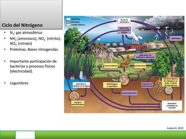 Flujo de materia y energía en ecosistemas | PPTX | Chemistry | Science