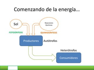 Flujo de materia y energía en ecosistemas | PPTX