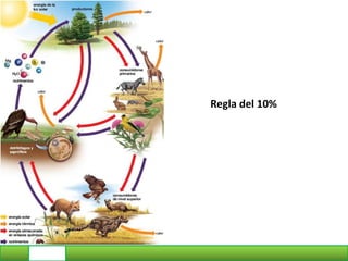 Flujo de materia y energía en ecosistemas | PPTX | Chemistry | Science