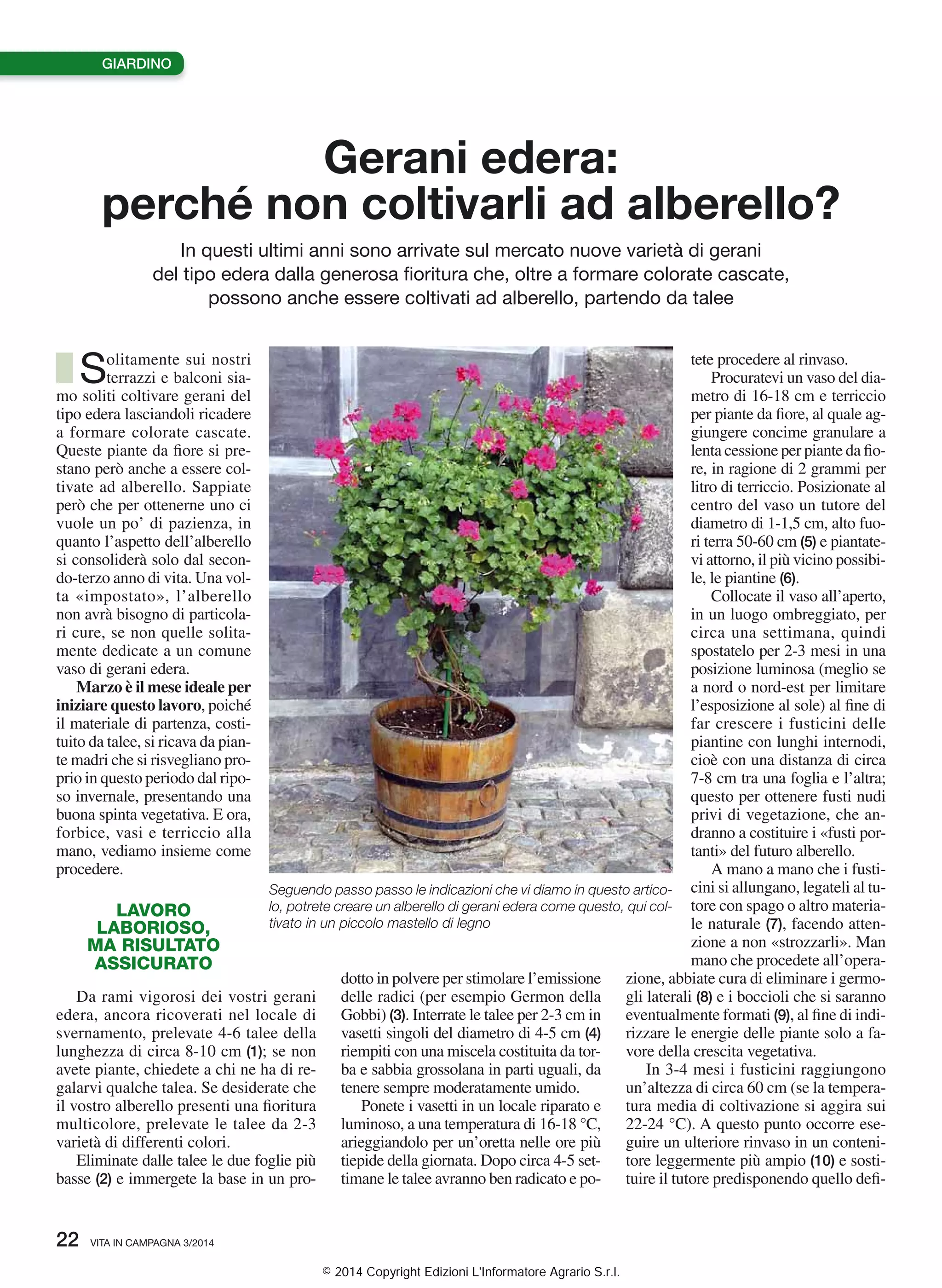 Gerani edera: perché non coltivarli ad alberello? | PDF